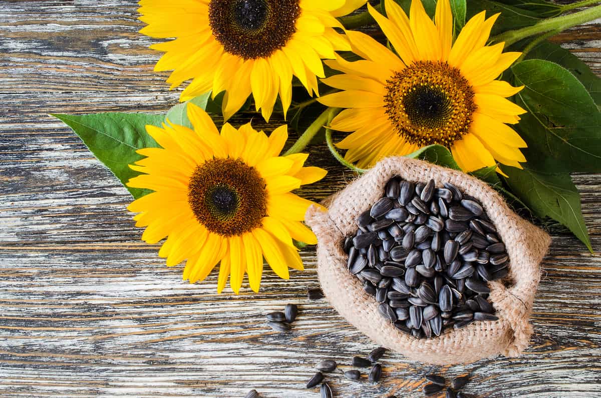 Propiedades De La Semilla De Girasol Propiedades De La Semilla De Girasol
